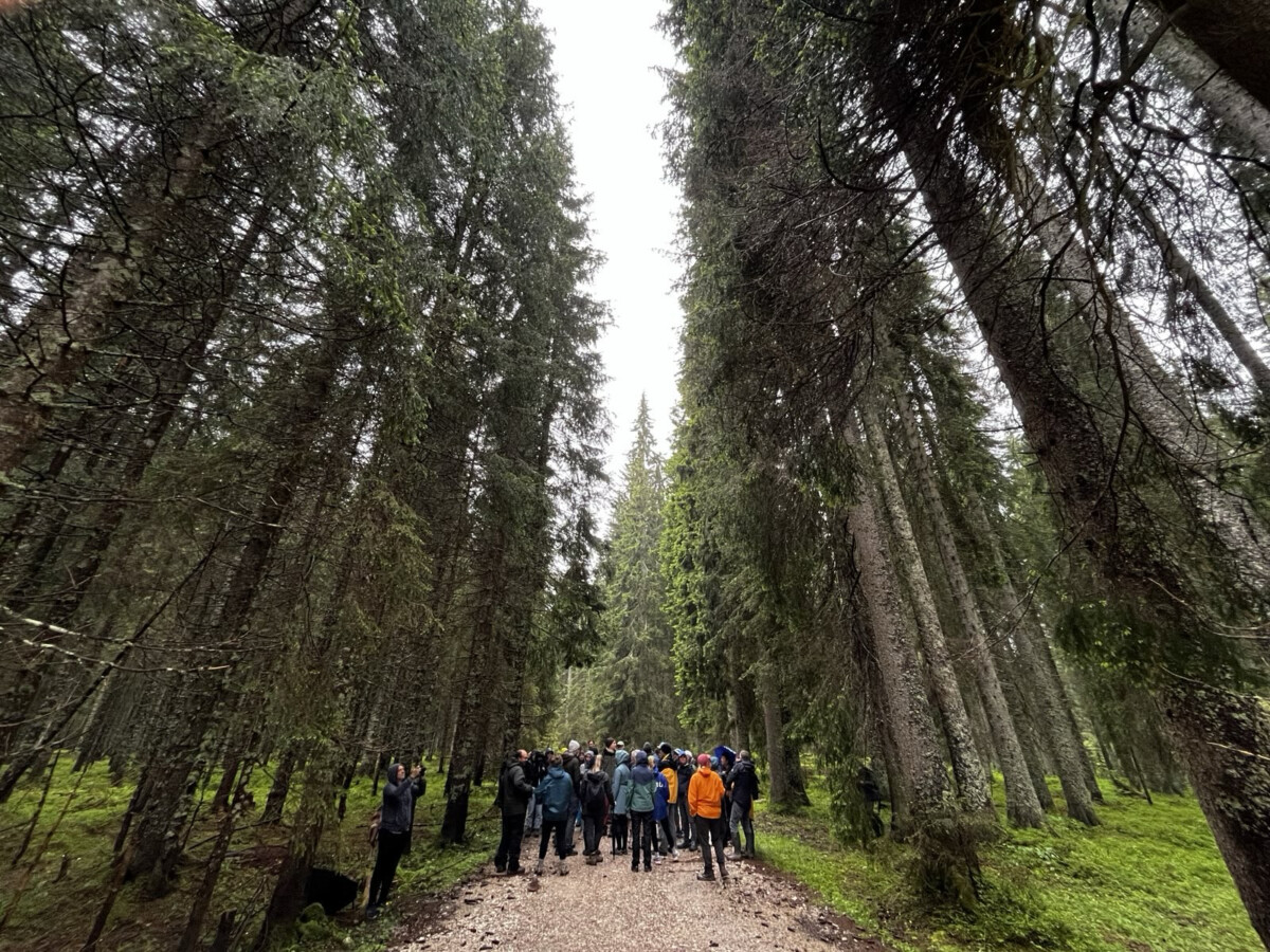 Gostimo srečanje Forest Movement Europe - Focus